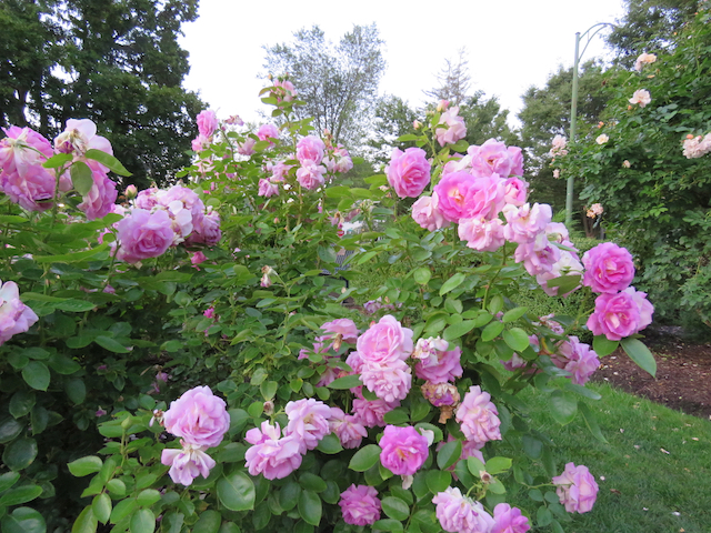 Rose Garden well worth another visit | suns along the Mohawk